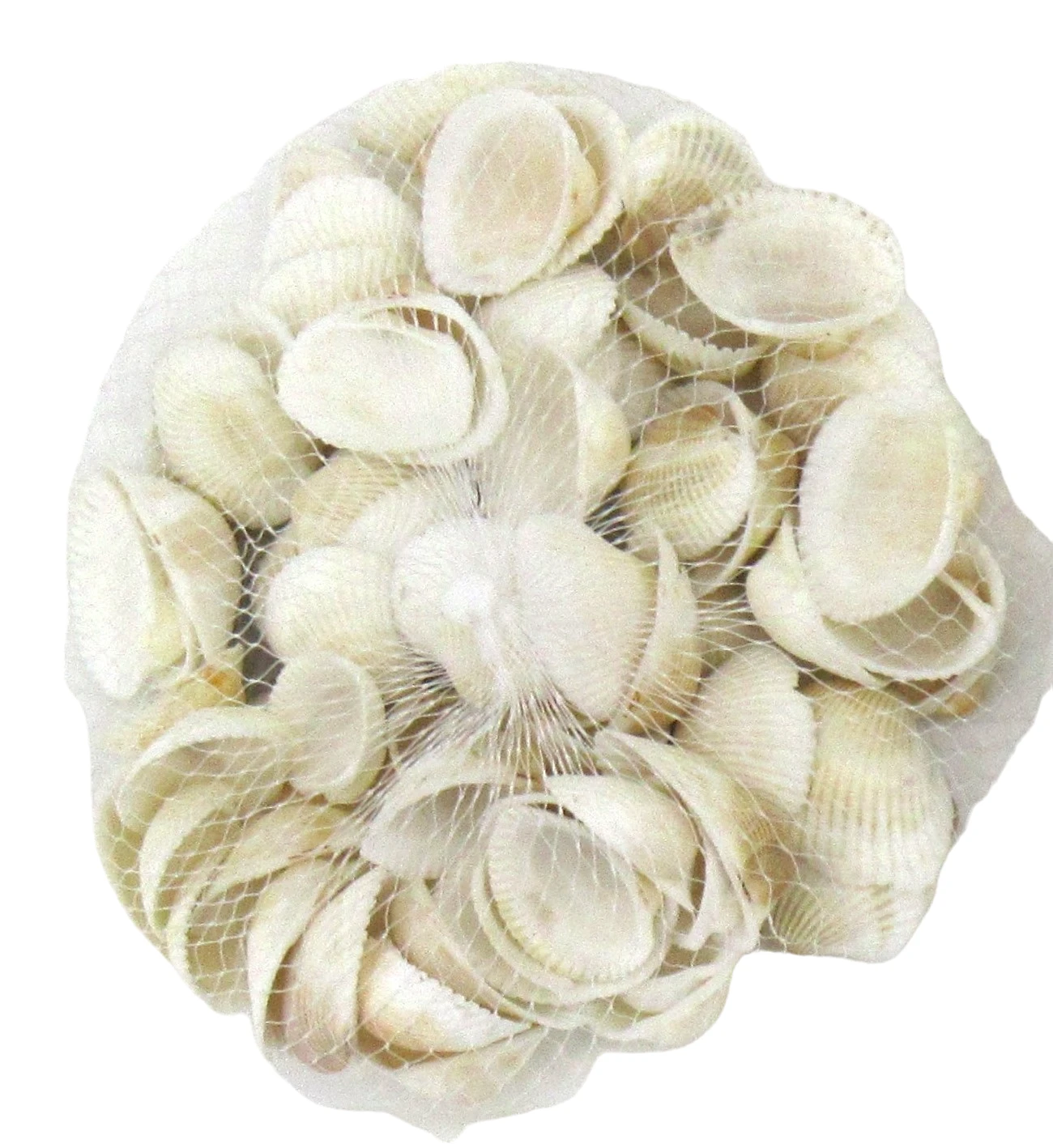 Small Ocean Shells - Nandlals