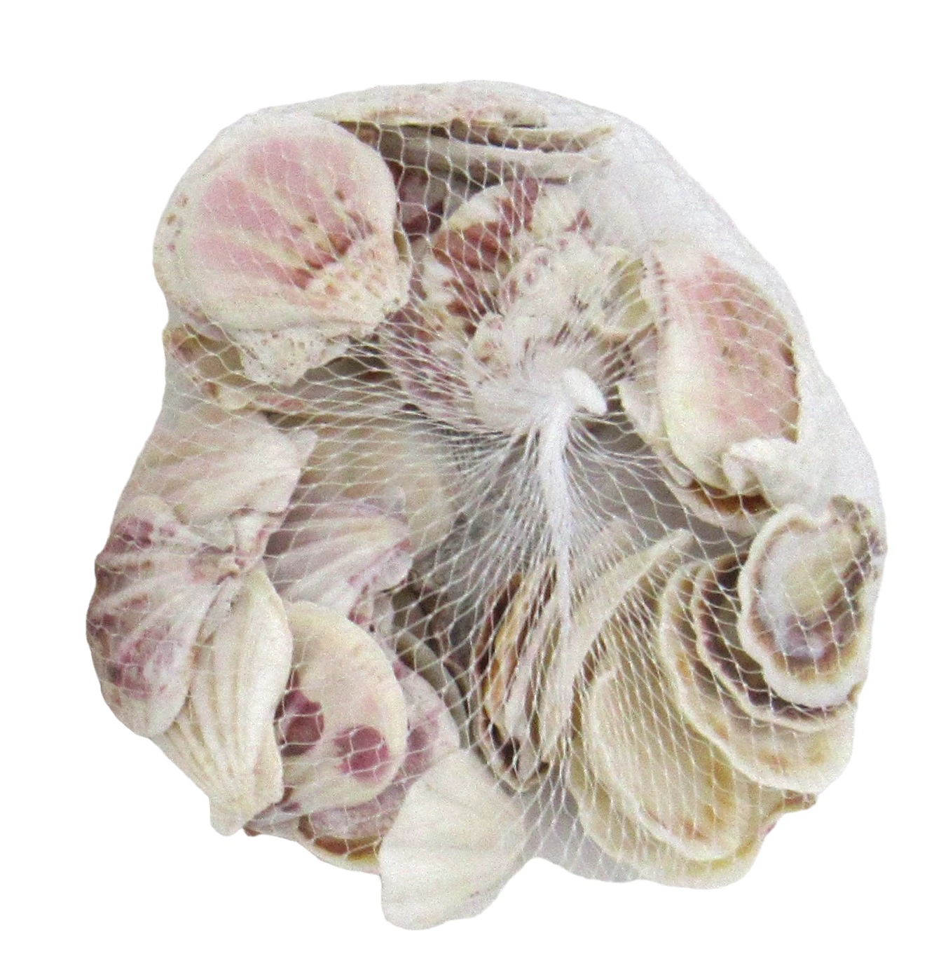 Medium Decorative Ocean Shells - Nandlals